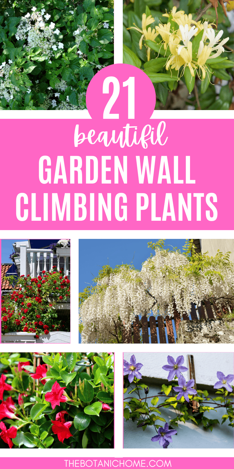21 Most Beautiful Climbing Plants For Wooden Fences - The Botanic Home